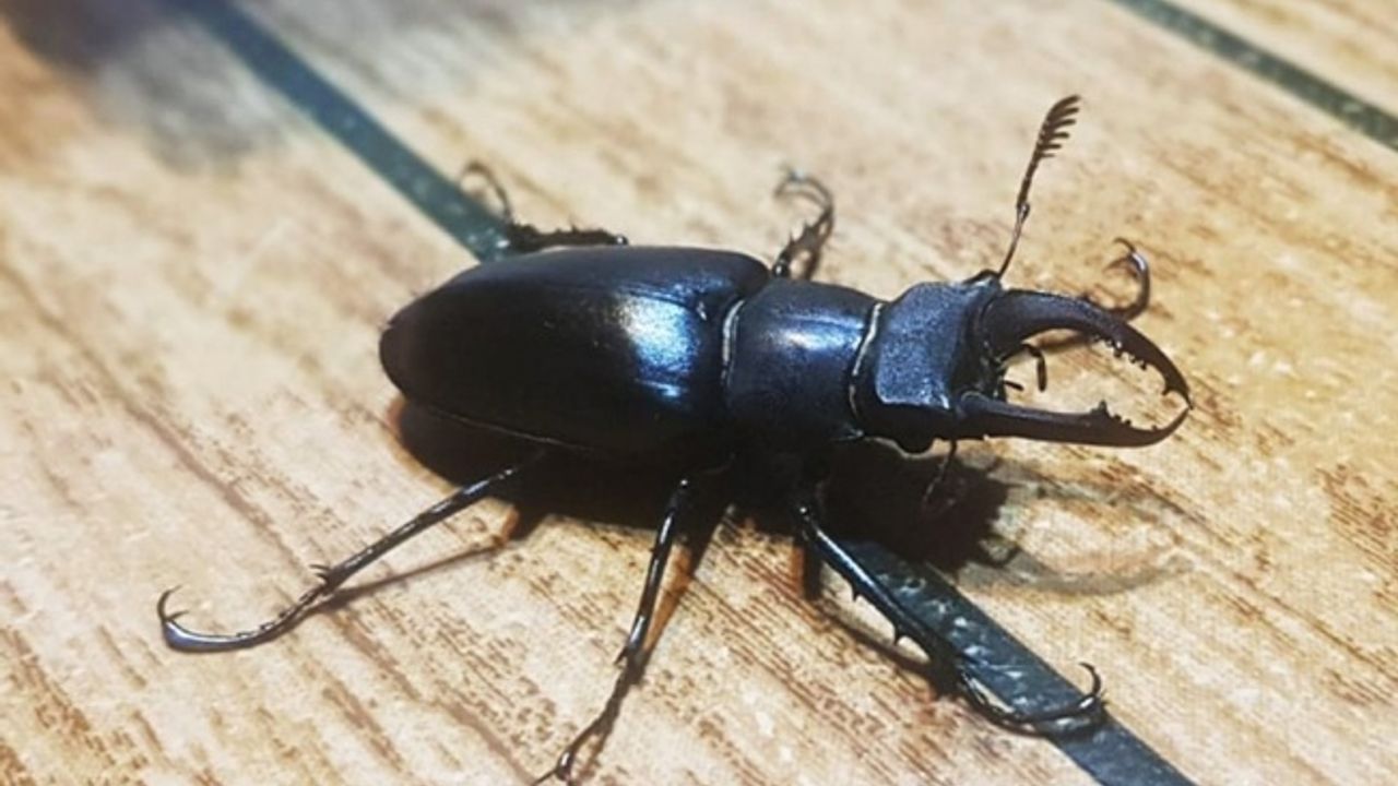 Japonların büyük ilgi gösterdiği Geyik böceği, Muğla’da ilk defa ...