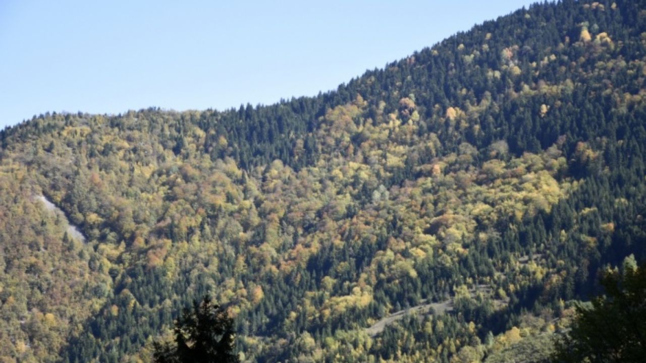 "Örümcek Ormanları" güz renkleriyle bir başka güzel - Trabzon Haber ...